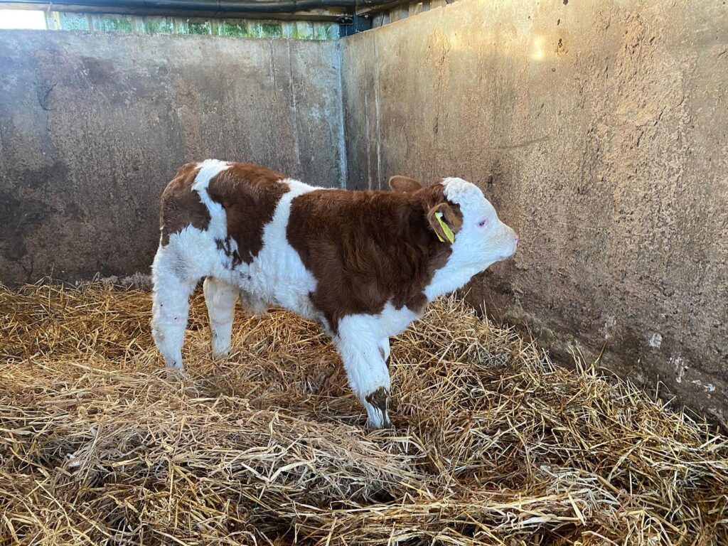 Easy calf registration using Agrinet HerdApp - Agrinet